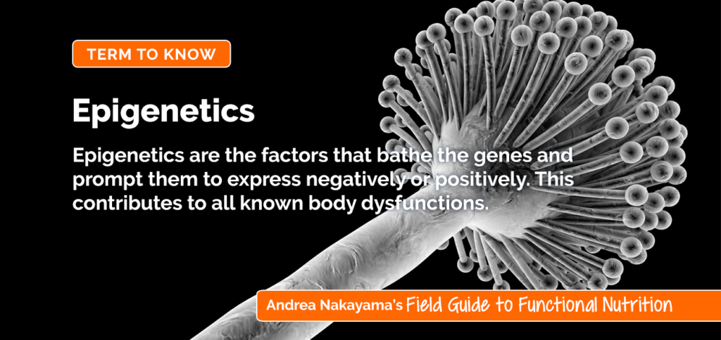 Epigenetics: The Impact of Environment on Gene Expression