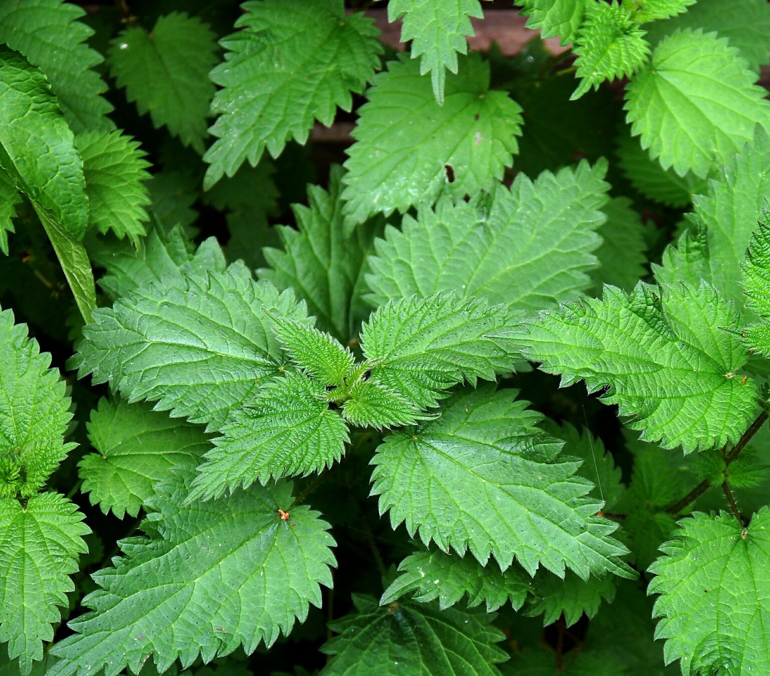 stinging nettles tea elixir | Functional Nutrition Alliance