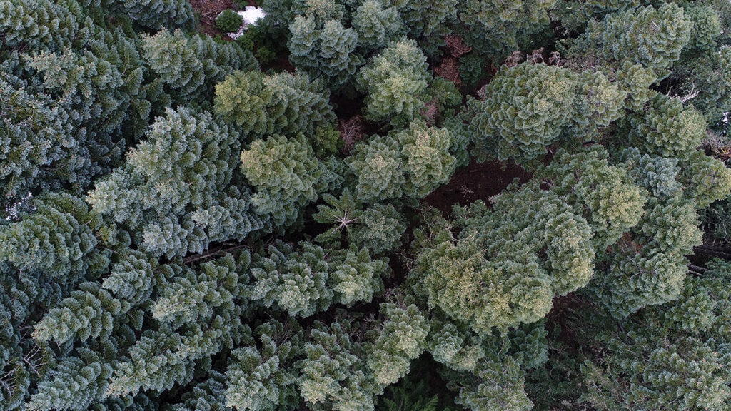 The Functional Nutrition Matrix: A Framework for Effective Client Care