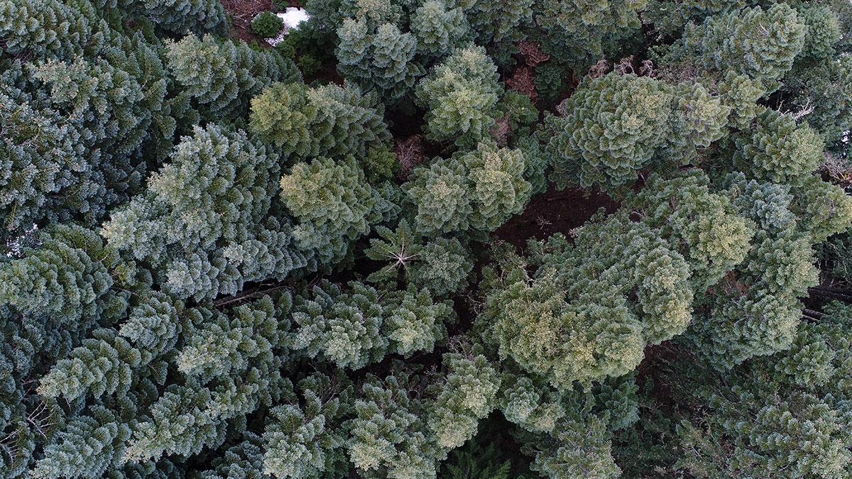 The Functional Nutrition Matrix: A Framework for Effective Client Care