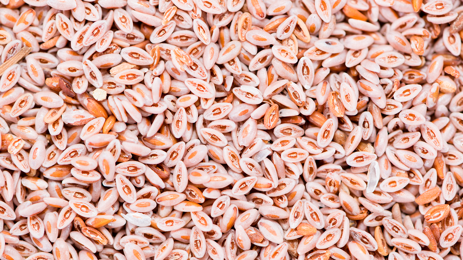 Psyllium Husk for Husky Poop | Functional Nutrition Alliance